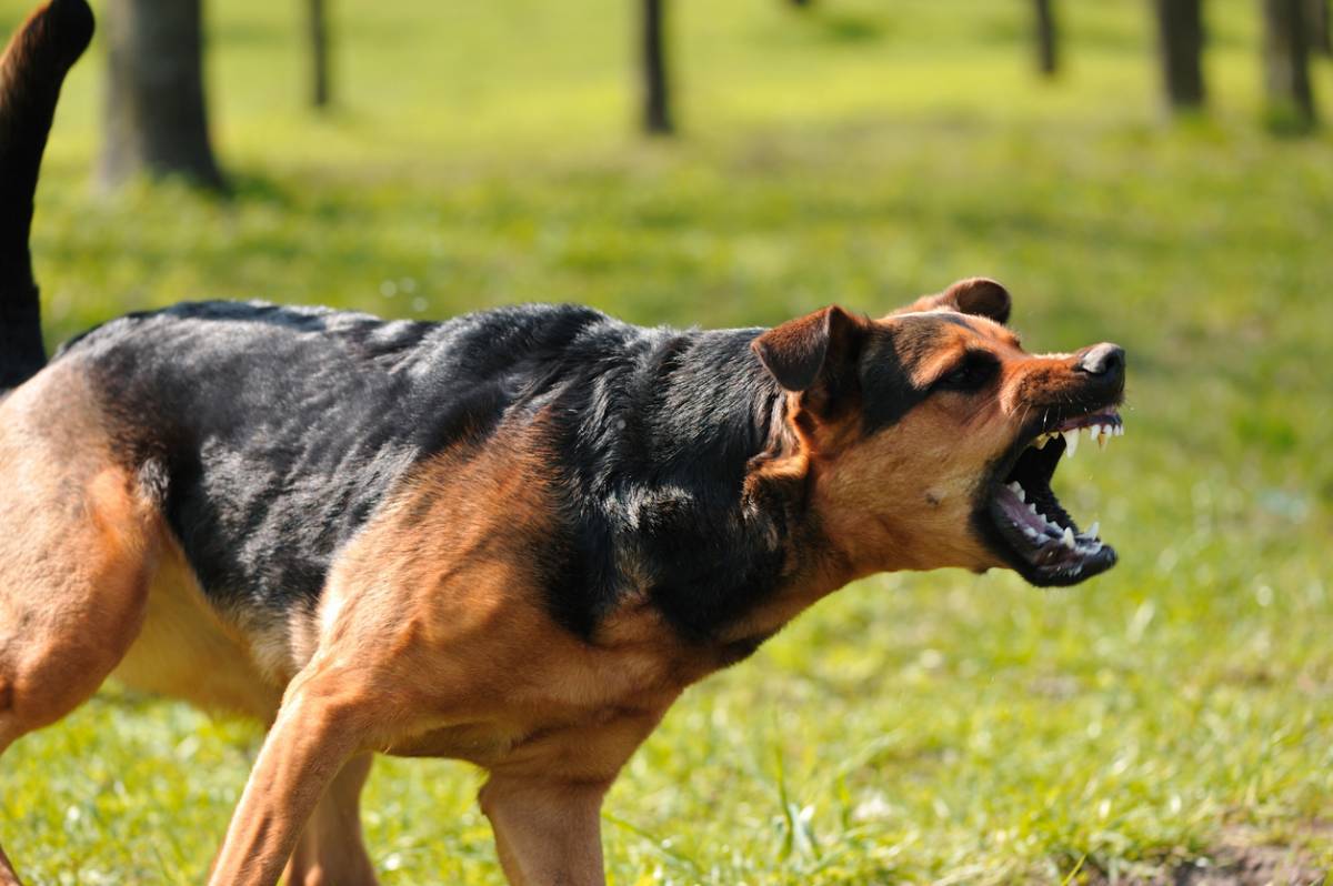 Quelques pistes pour apprendre à gérer votre chien agressif